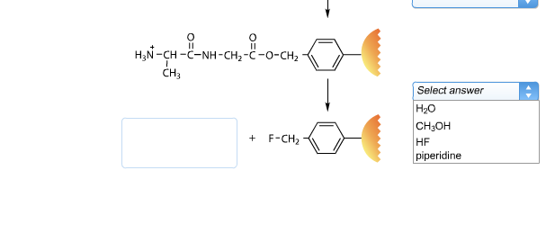 Solved: The Merrifield Synthesis Of A Peptide Simplifies P... | Chegg.com