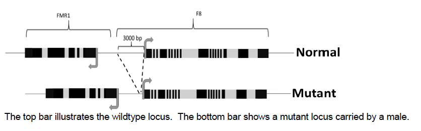 Solved: 1. The F8 Gene Codes For A Protein That Is Necessa... | Chegg.com