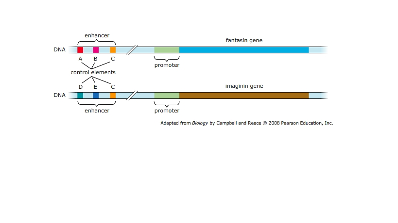 Solved: The Diagram Below Shows Two Stretches Of DNA In Th... | Chegg.com