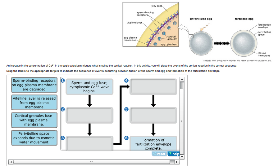 Solved: During Fertilization In Sea Urchins, Steinhardt An... | Chegg.com
