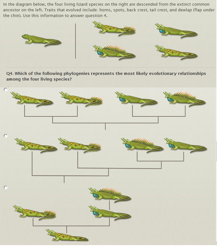 Solved: In The Diagram Below, The Four Living Lizard Speci... | Chegg.com