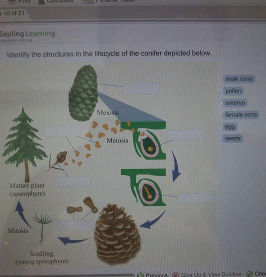 Solved: 10 Of 21 Sapling Learning Identify The Structures ... | Chegg.com