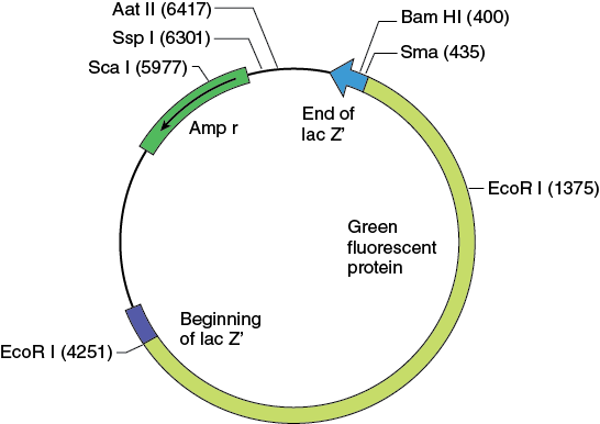 Solved: PART ONE Cutting This Plasmid With EcoRI Will Yiel... | Chegg.com