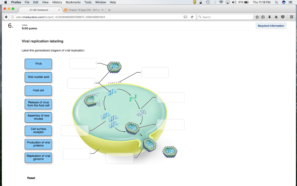 Solved: Viral Replication Labeling Label This Generalized ... | Chegg.com