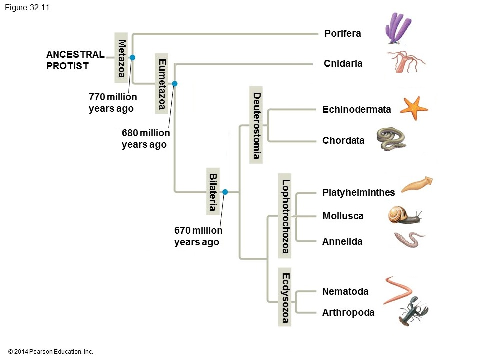 Solved: Start With The Following Phylogeny And Map These T... | Chegg.com