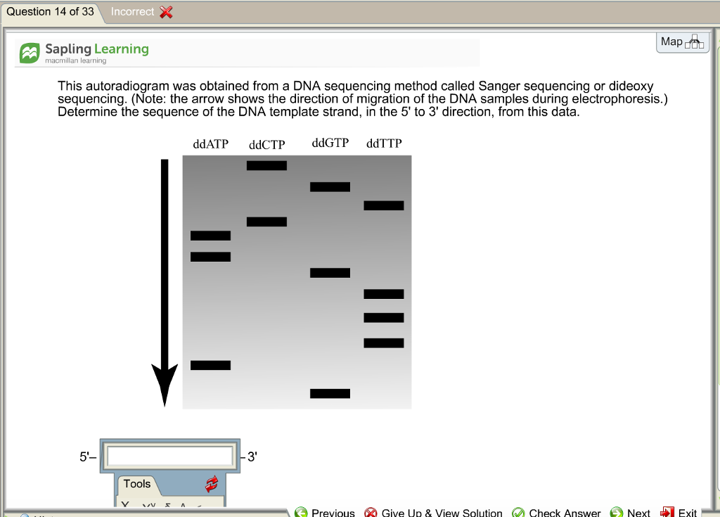 Solved: This Autoradiogram Was Obtained From A DNA Sequenc... | Chegg.com