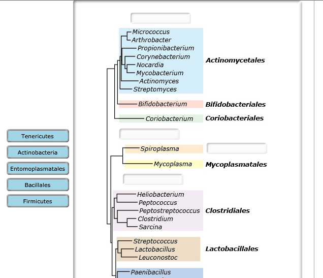 Solved: Gram-positive Bacteria Include Several Phyla, And ... | Chegg.com