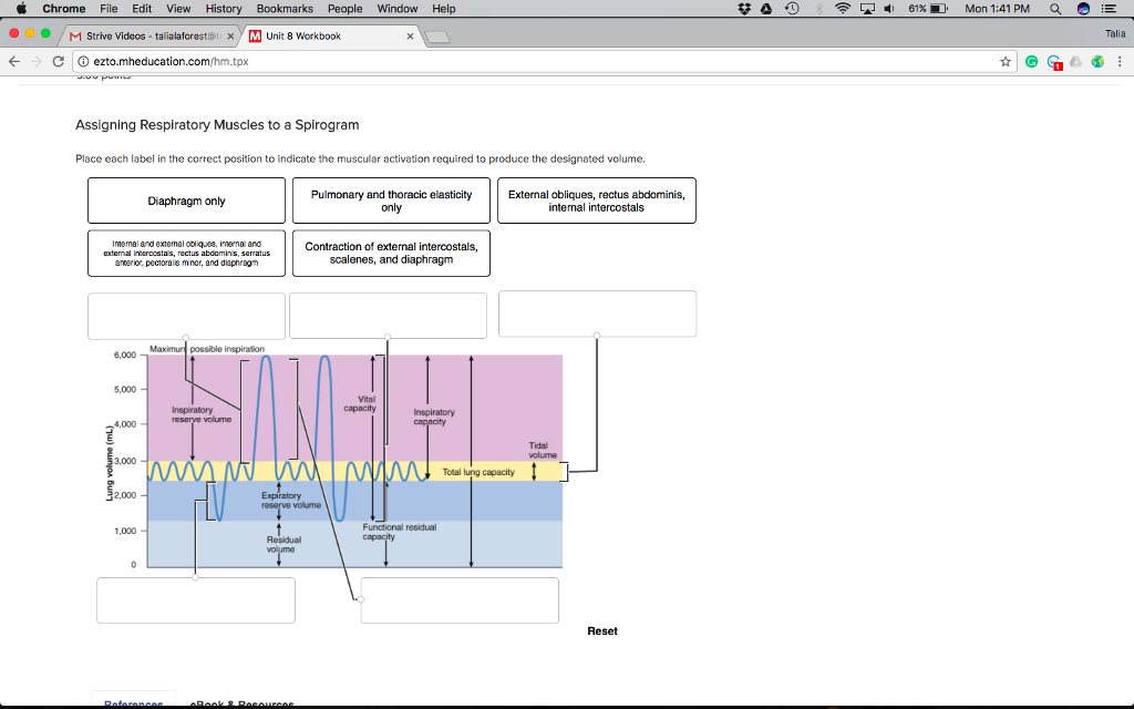 Solved: Assigning Respiratory Muscles To A Spirogram Place... | Chegg.com