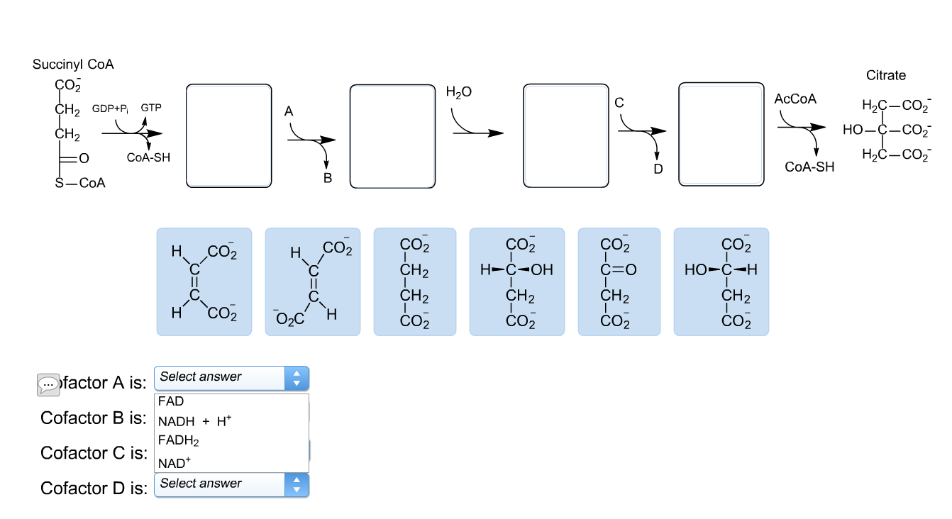 The succinyl CoA to citrate pathway of the citric | Chegg.com