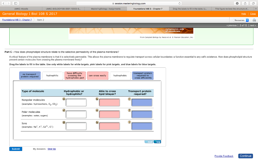 Solved: How Does Phospholipid Structure Relate To The Sele... | Chegg.com