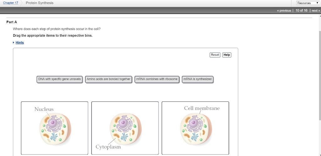 Solved Chapter 17Protein Synthesis « previous 10 of 16 | | Chegg.com