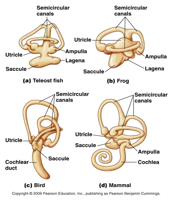 Solved: Proprioception Is The Concept Of Orienting Oneself... | Chegg.com
