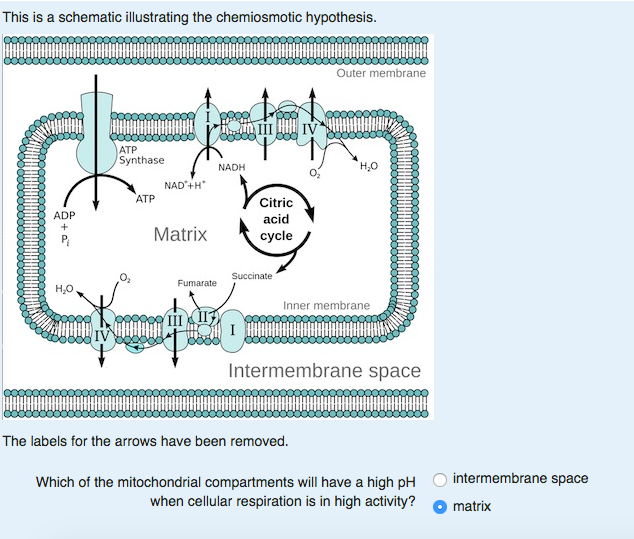 Chemiosmotic Hypothesis