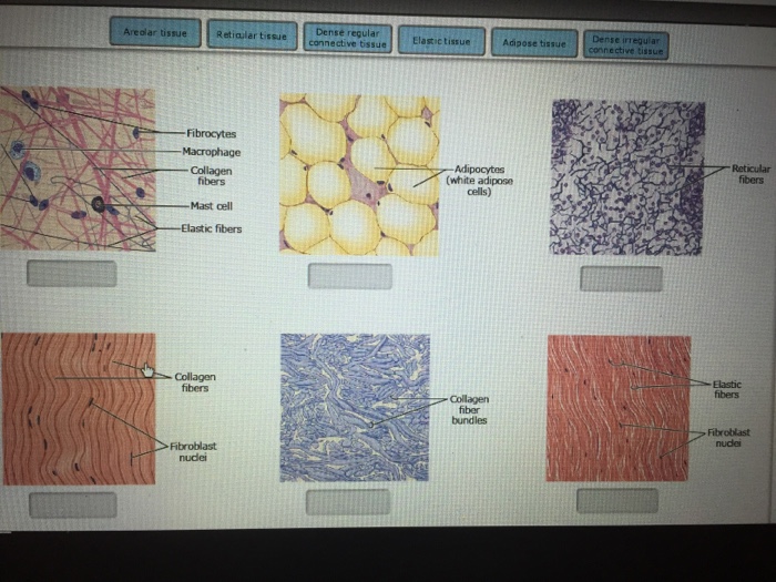 Solved ewassignmentProblemID 76141051 1 A&P I Fall 2016 | Chegg.com