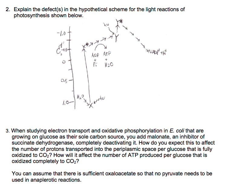 Photosynthesis Part 2 Of 3 Light Reactions Z Scheme