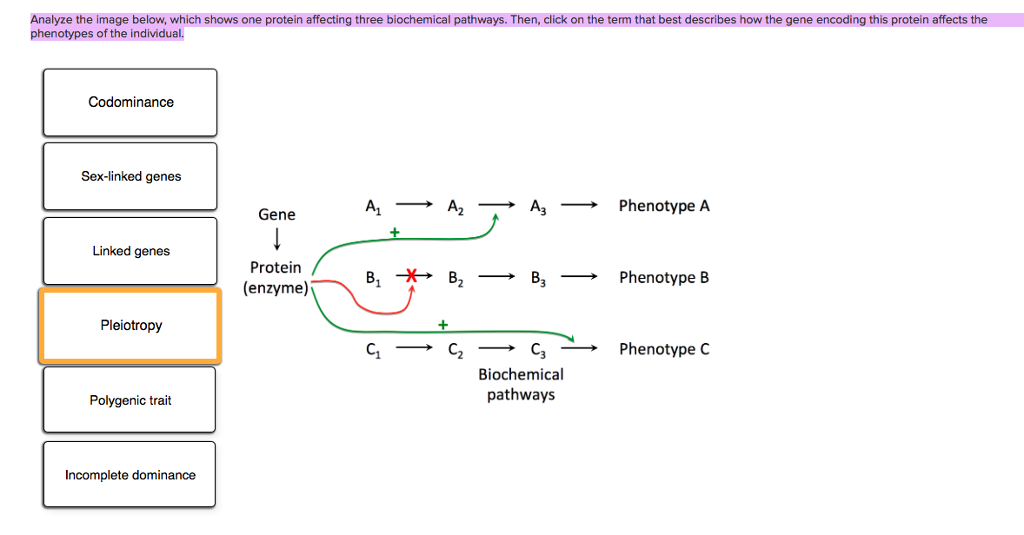 Solved Analyze the image below, which shows one protein | Chegg.com