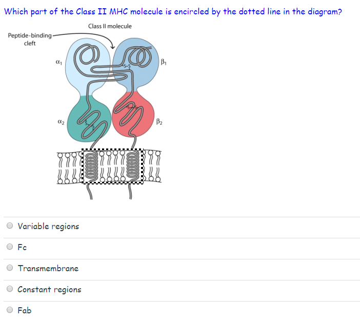 Solved Which part of the Class II MHC molecule is encircled | Chegg.com
