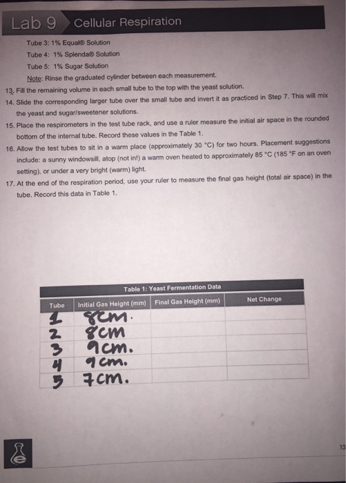 Solved Lab 9 Cellular Respiration Procedure 1. In this | Chegg.com