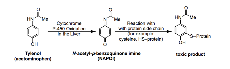 Solved Tylenol can lead to significant liver toxicity when | Chegg.com