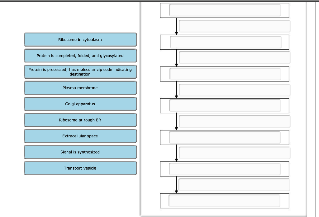 Solved Make a flowchart that traces the movement of a | Chegg.com
