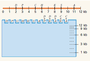 Solved Shown here is a restriction map of a 12-kb linear | Chegg.com