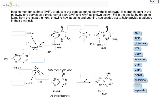 Solved Map det pling Inosine monophosphate (IMP), product of | Chegg.com