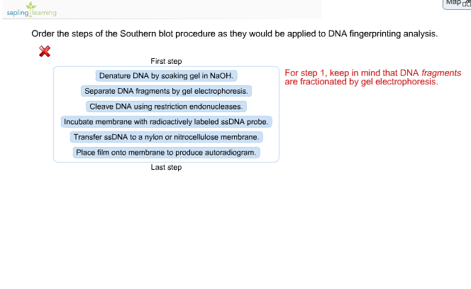 Solved Map pling order the steps of the Southern blot | Chegg.com