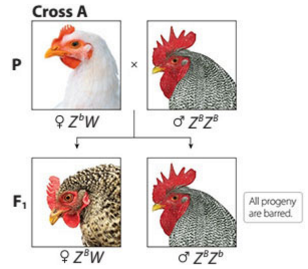 Solved For Cross A, cross the F1 roosters and hens and | Chegg.com