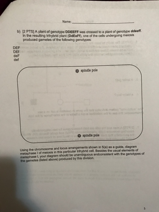 Solved A plant of genotype DDEEFF was crossed to a plant of | Chegg.com