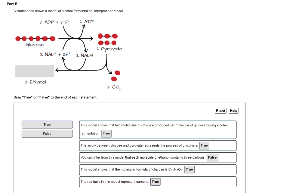 Solved A student has drawn a model of alcohol fermentation. | Chegg.com