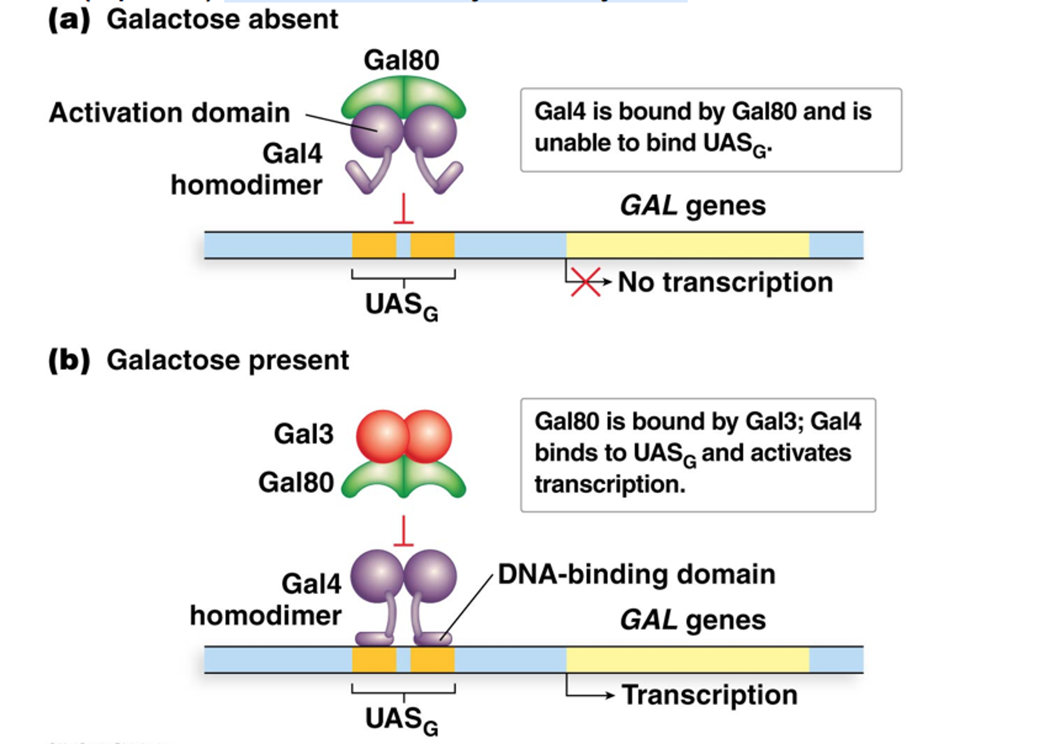 Solved This is the GAL system in yeast: a) The GAL4 | Chegg.com Solved This is the GAL system in yeast: a) The GAL4 | Chegg.com