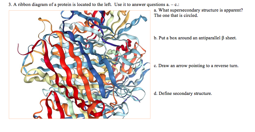 3. A ribbon diagram of a protein is located to the | Chegg.com