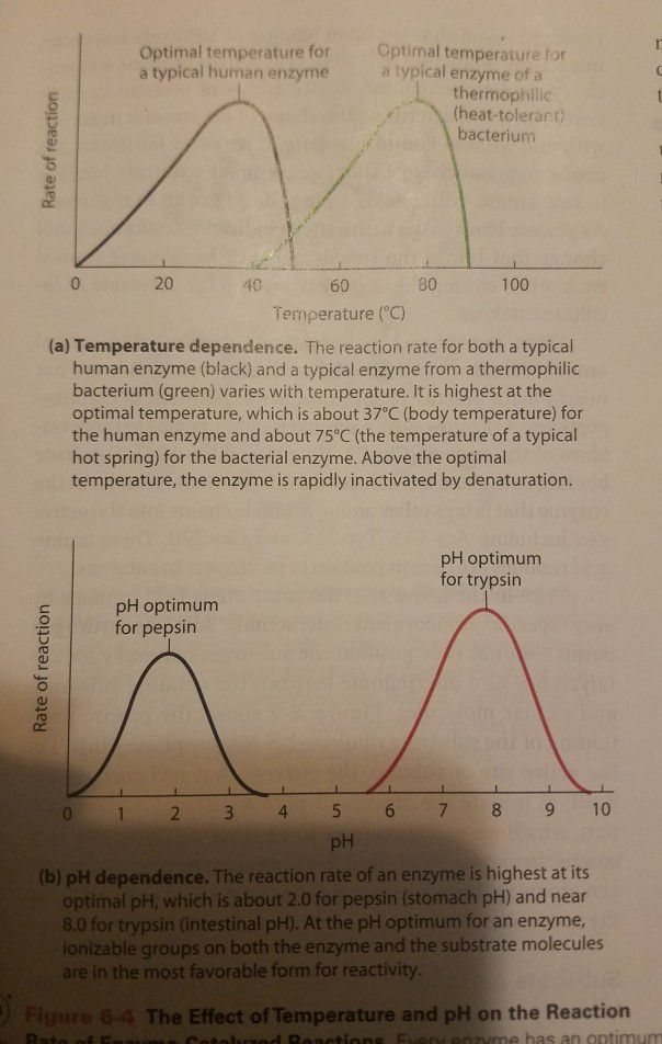 Solved Optimal temperature for a typical human enzyme | Chegg.com