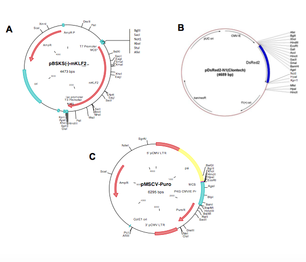 Solved KLF2 is a regulatory protein that is involved in the | Chegg.com