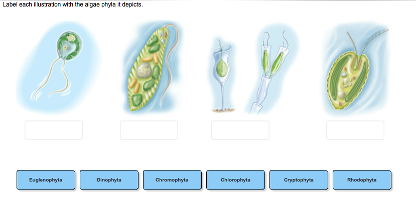 Solved Label each illustration with the algae phyla it | Chegg.com