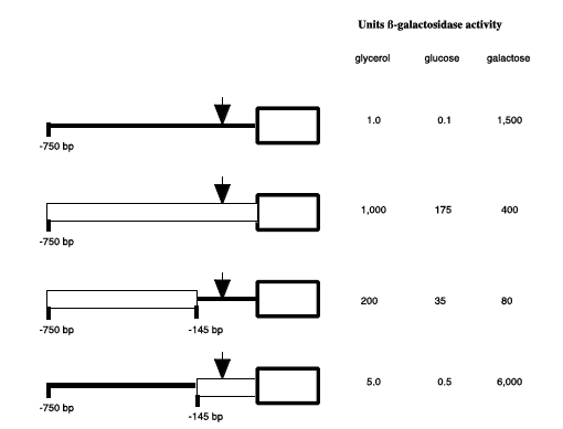 Solved Below are presented four chimeric genes that have | Chegg.com