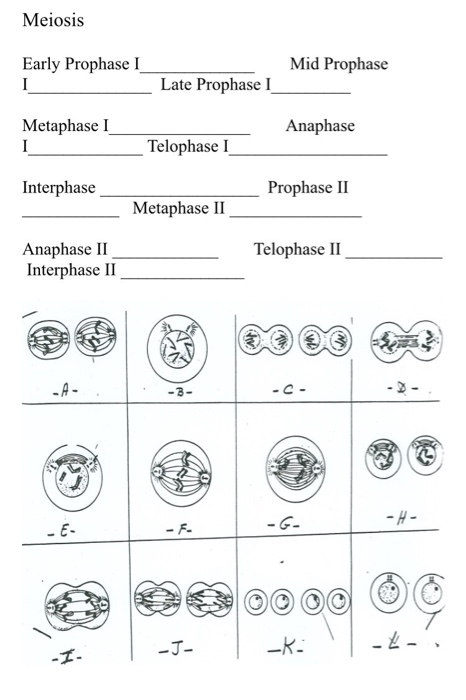 Solved Meiosis Early Prophase Metaphase Mid Prophase Late | Chegg.com