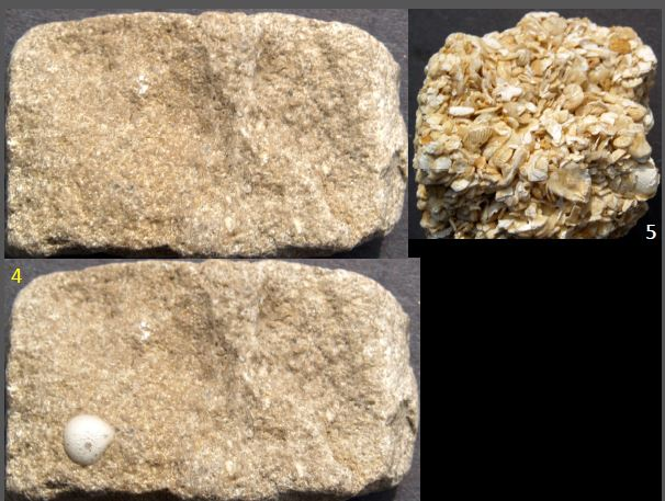 Solved Using the Key and the Rock Images Guide, identify the | Chegg.com