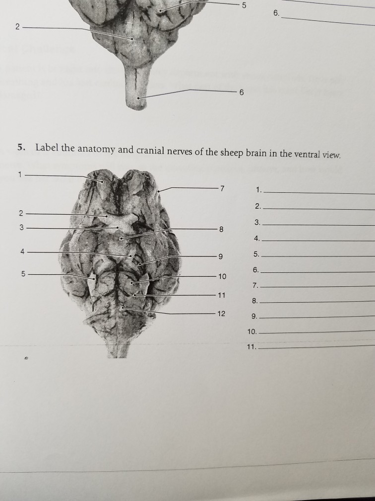 Solved 5. Label the anatomy and cranial nerves of the sheep | Chegg.com