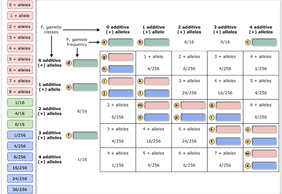 Part D - F2 genotype frequencies in polygenic crosses | Chegg.com