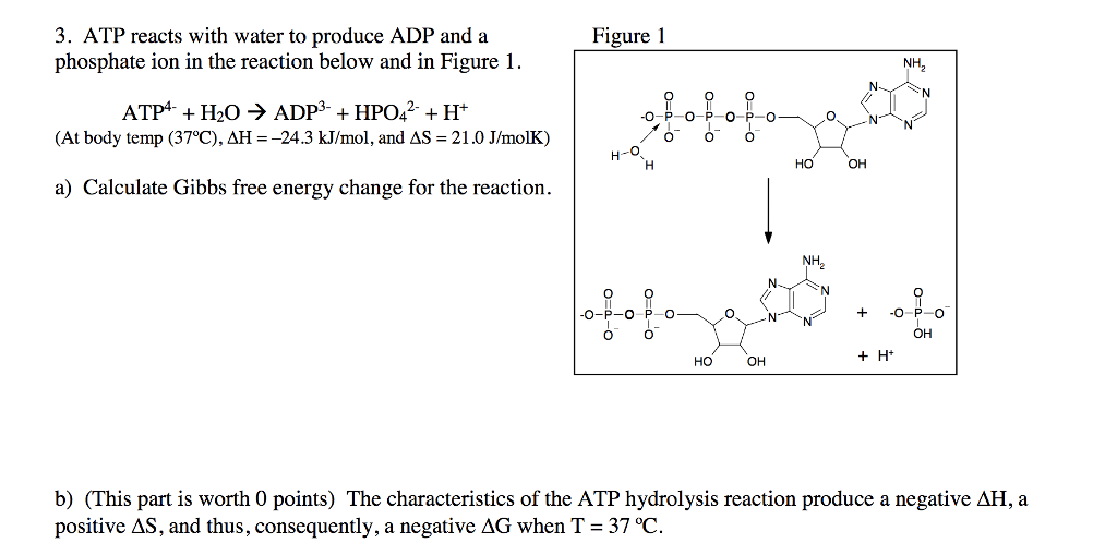 Solved 3. ATP reacts with water to produce ADP and a | Chegg.com