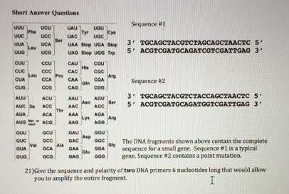Solved Short Answer Question the DNA fragments shown above | Chegg.com
