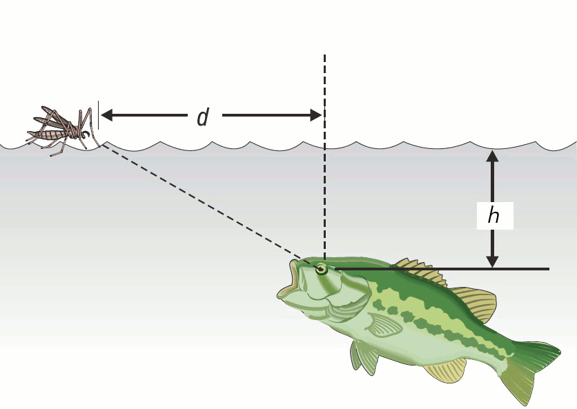 Solved A fish is looking for prey, from a depth of h = | Chegg.com