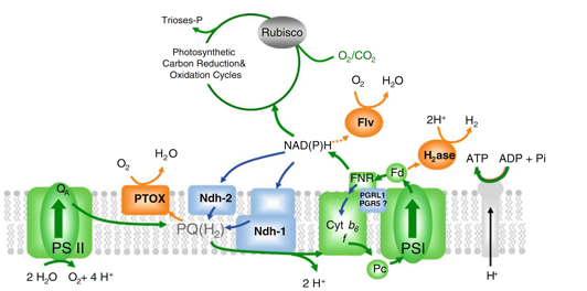 Solved To produce hydrogen gas by algae, the electrons | Chegg.com