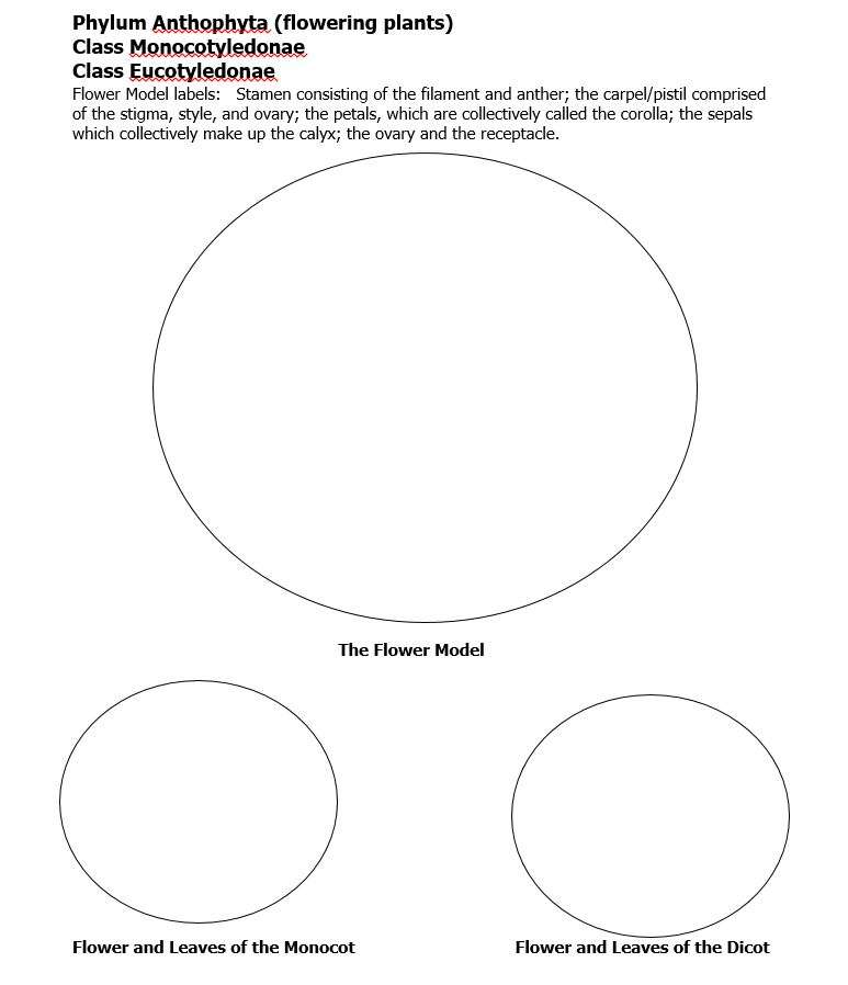Phylum (flowering plants) Class Monocotyledonae | Chegg.com