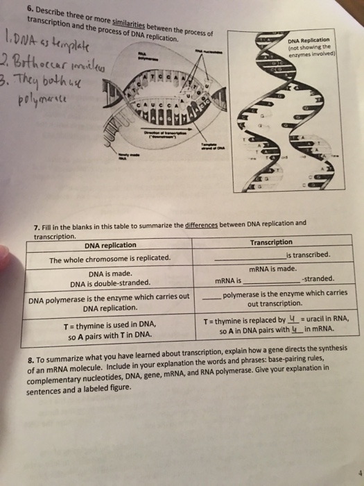Solved Describe three or more similarities between the | Chegg.com