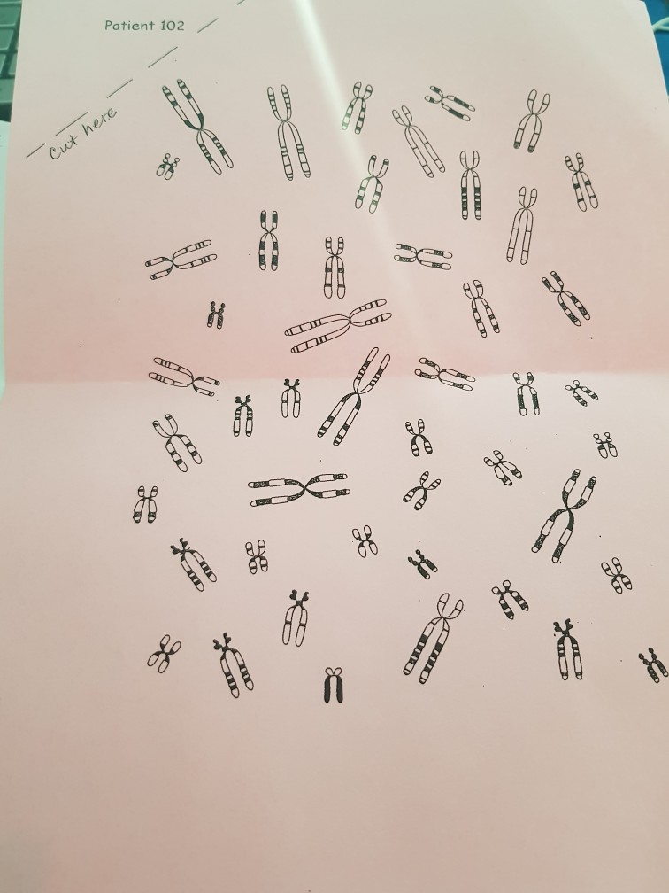 nal Analysis: Karyotyping PROCEDURE 1. Record the | Chegg.com