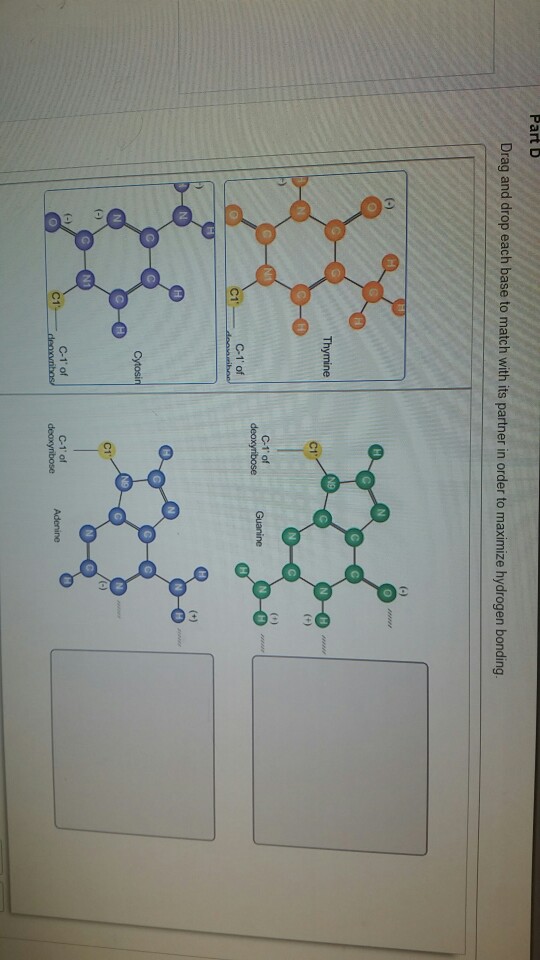 Solved Part D Drag and drop each base to match with its | Chegg.com