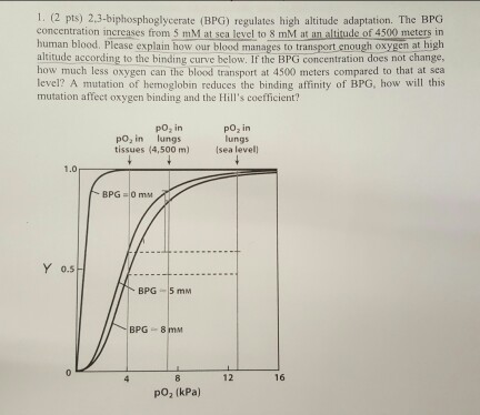 Solved 1. (2 pts) 2,3-biphosphoglycerate (BPG) regulates | Chegg.com
