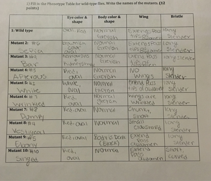 Solved 1) Fil in the Phenotype Table for wild-type flies. | Chegg.com